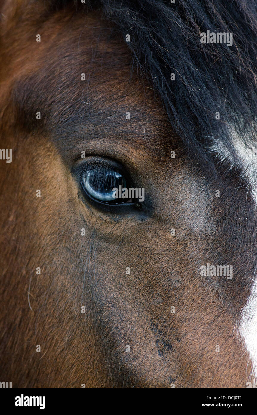 Close up head study hi-res stock photography and images - Alamy