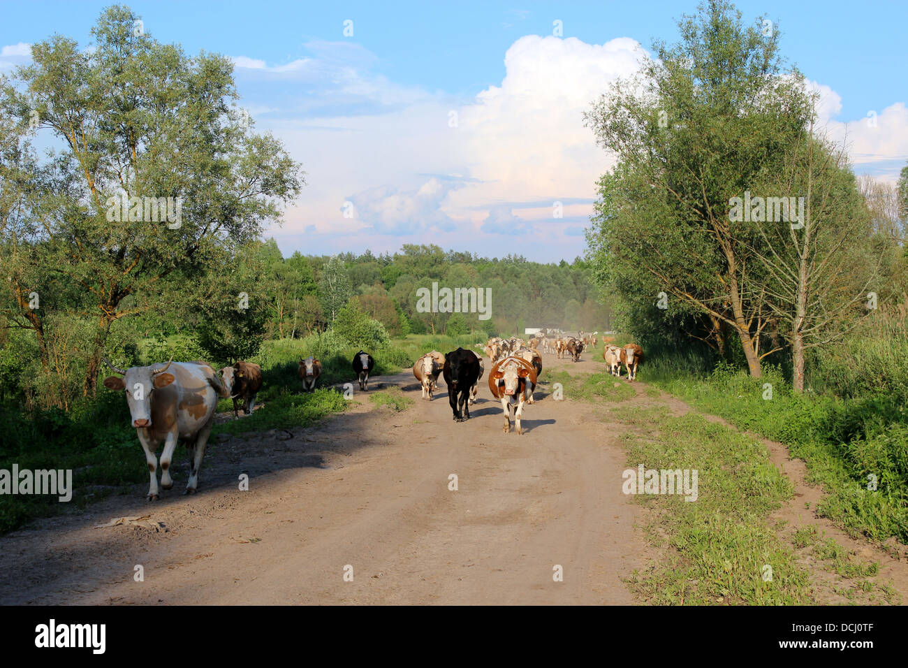 image of cows coming back from pasture Stock Photo - Alamy