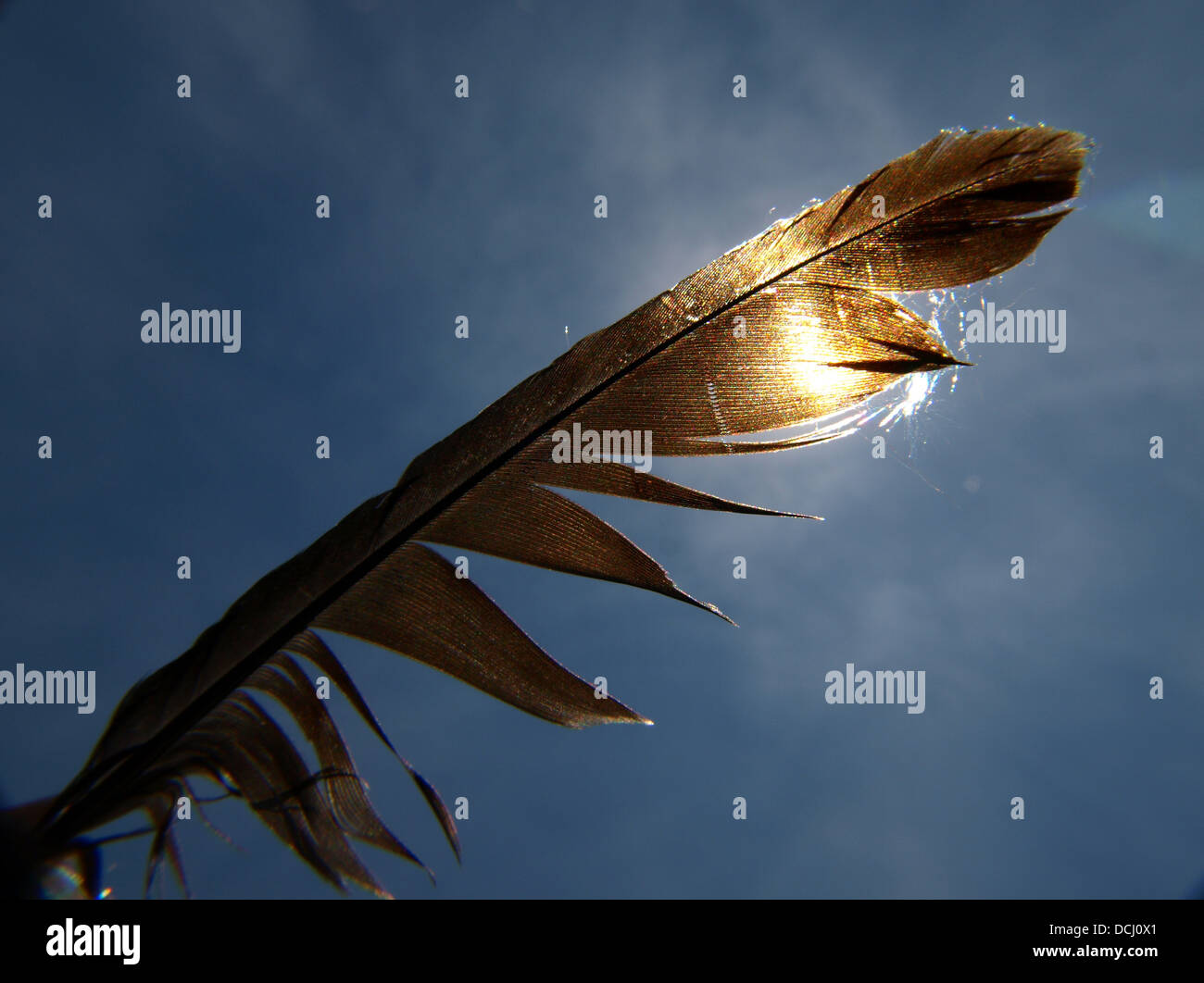 Fletching feather hi-res stock photography and images - Alamy Fletching feather hi-res stock photography and images - Alamy