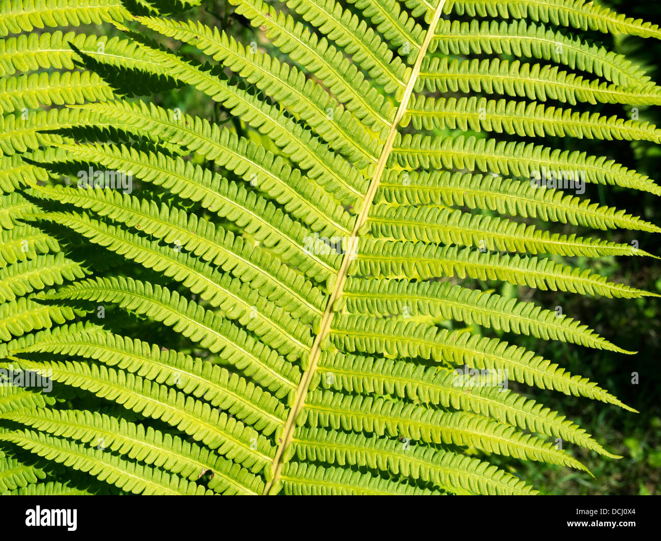 Fresh fern branch leaf hi-res stock photography and images - Alamy