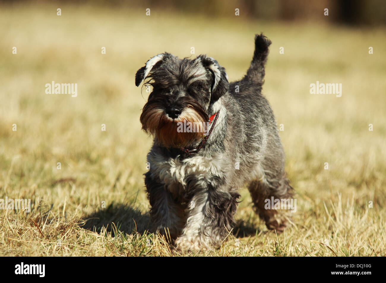 Salt and pepper schnauzer hi-res stock photography and images - Alamy