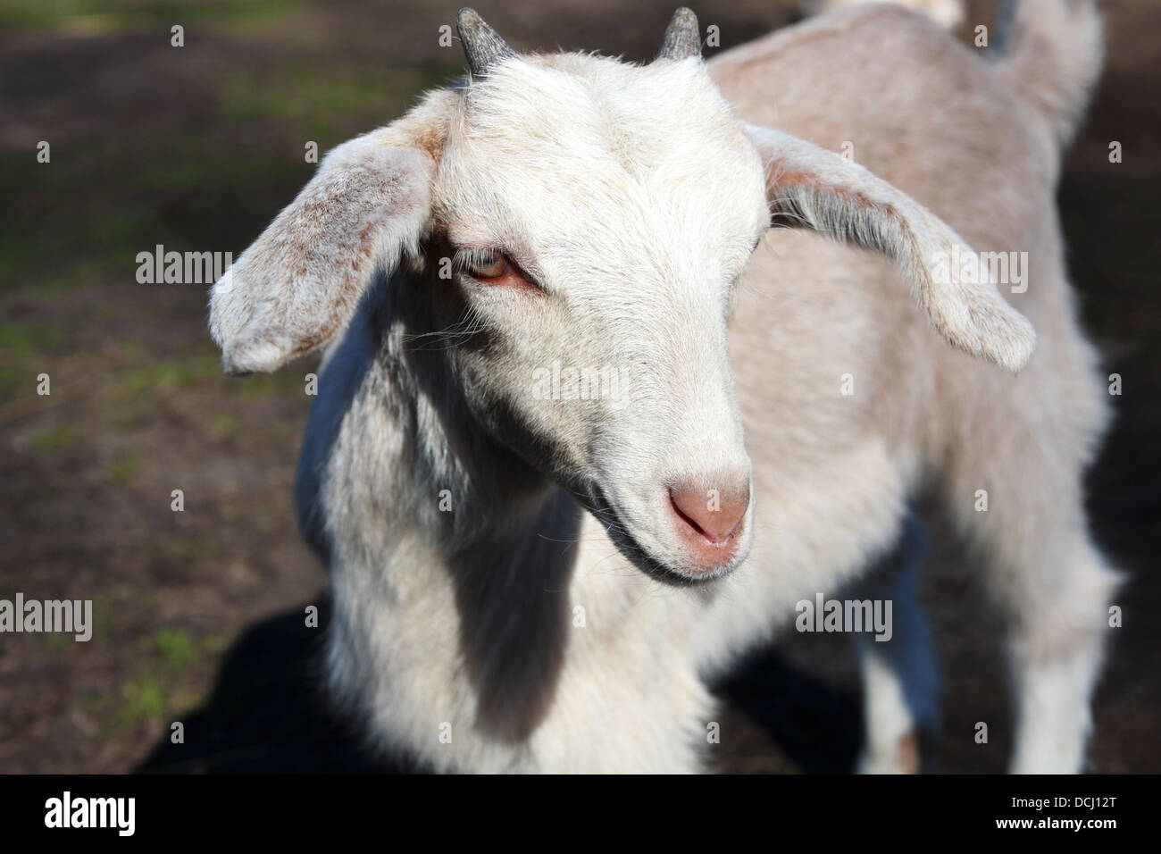 Goat white hi-res stock photography and images - Alamy