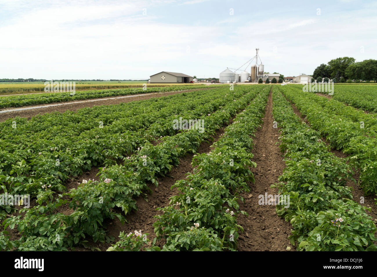 northern Illinois bean field Stock Photo - Alamy