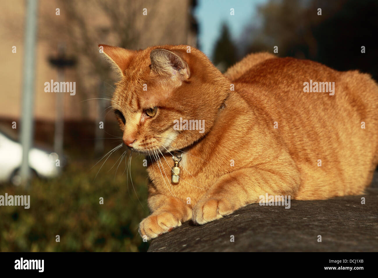 Seating cat hi-res stock photography and images - Alamy