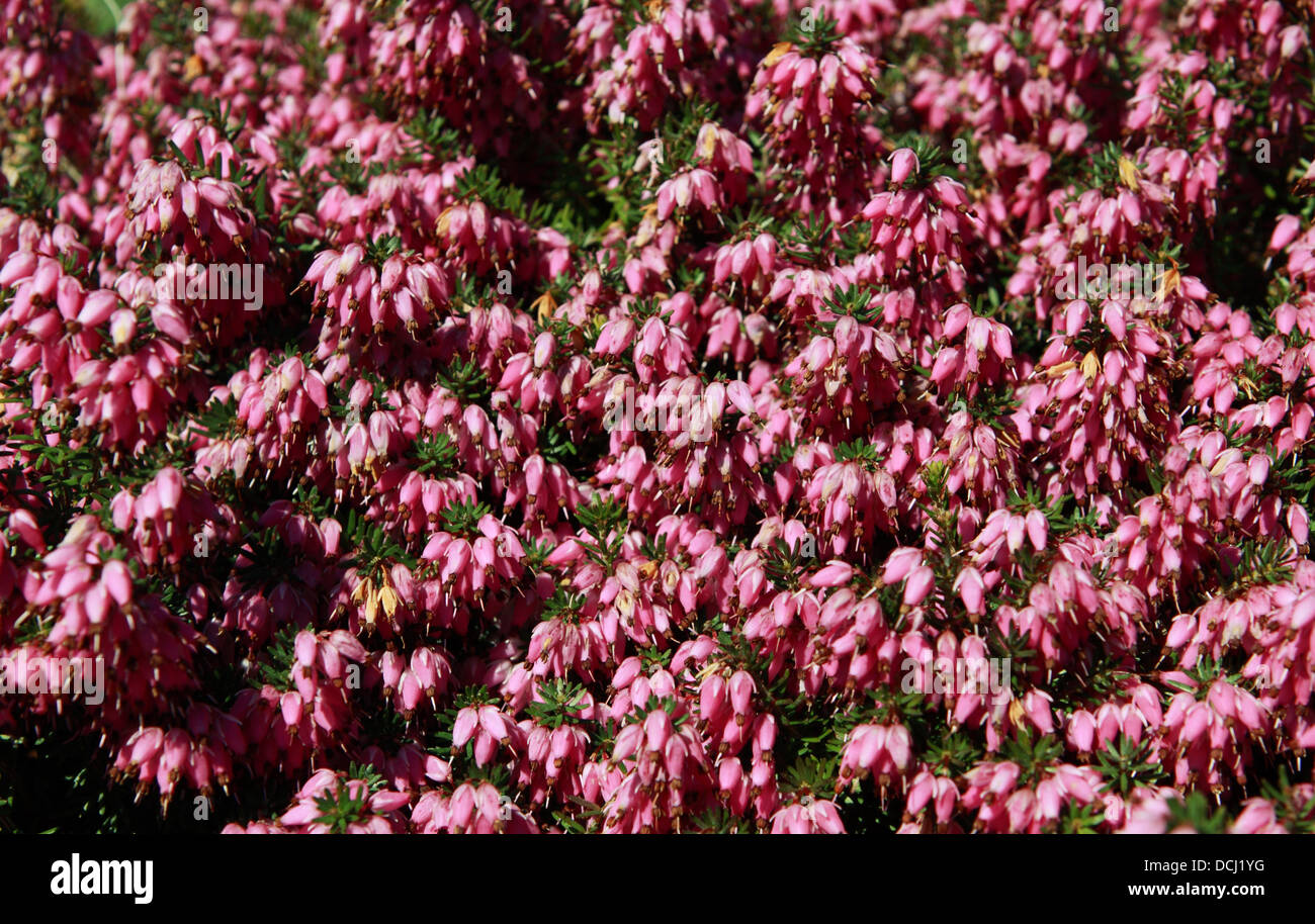 Bush pattern hi-res stock photography and images - Alamy