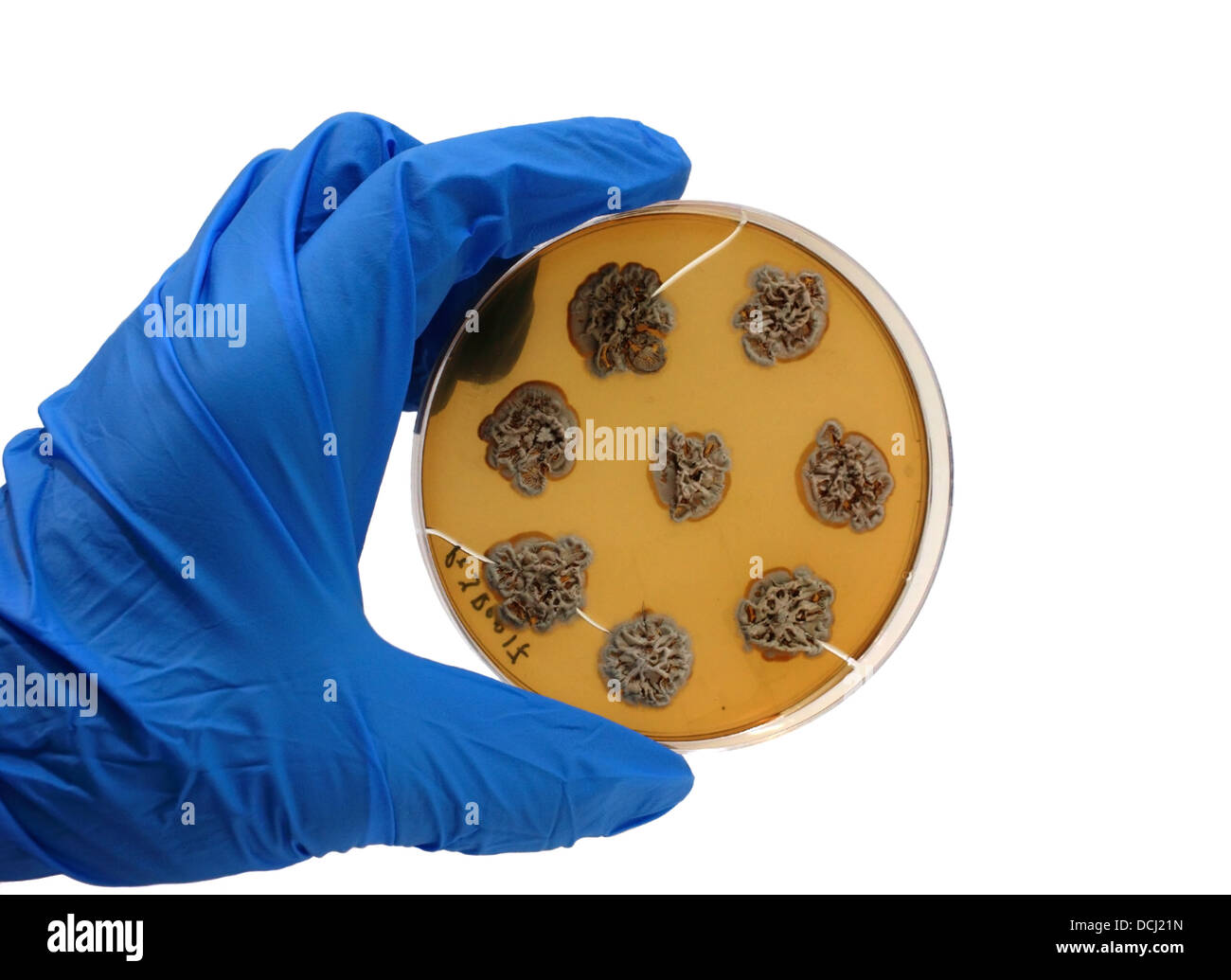 Science microbiology hi-res stock photography and images - Alamy