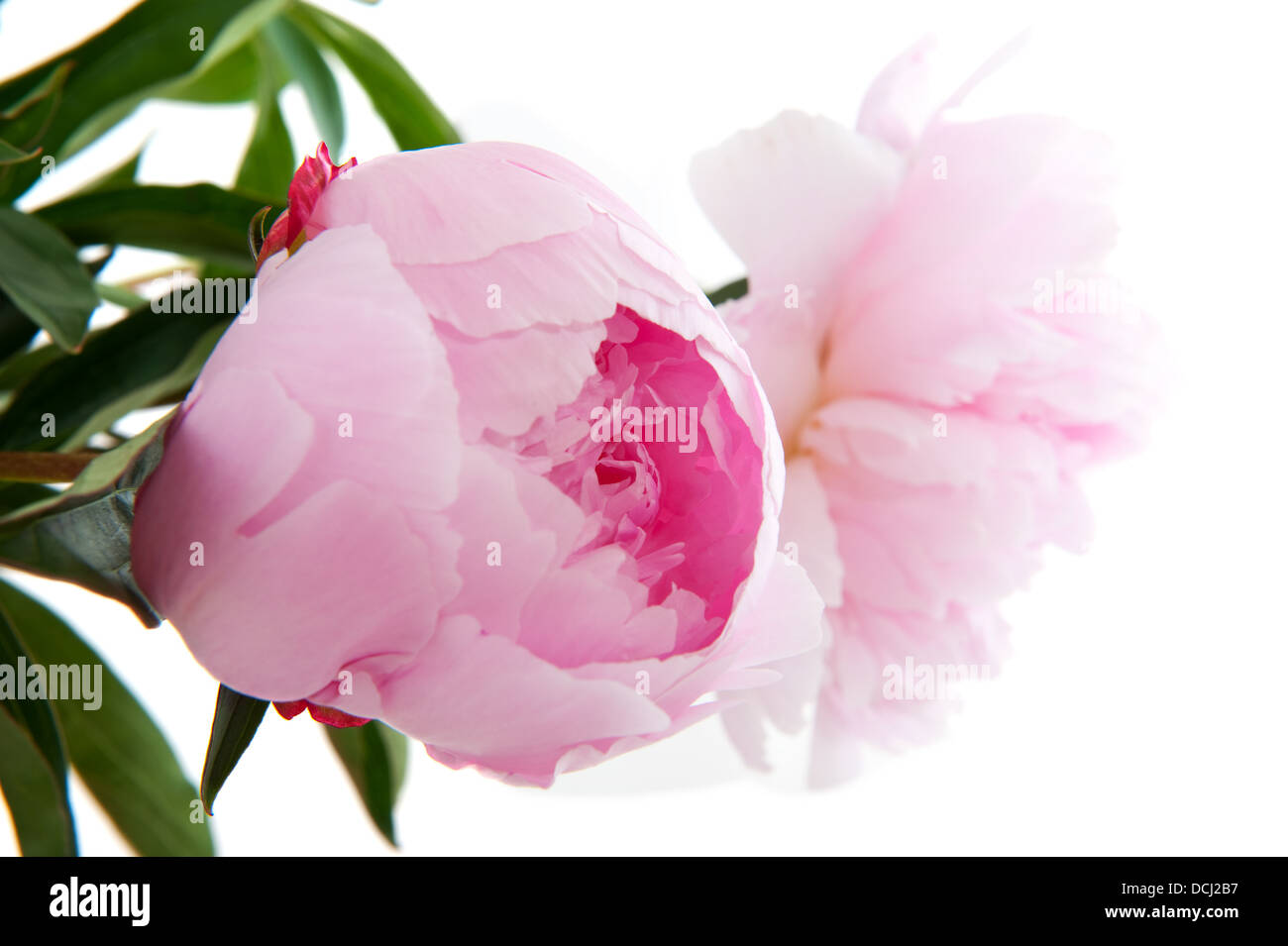 Common peony flower hi-res stock photography and images - Alamy