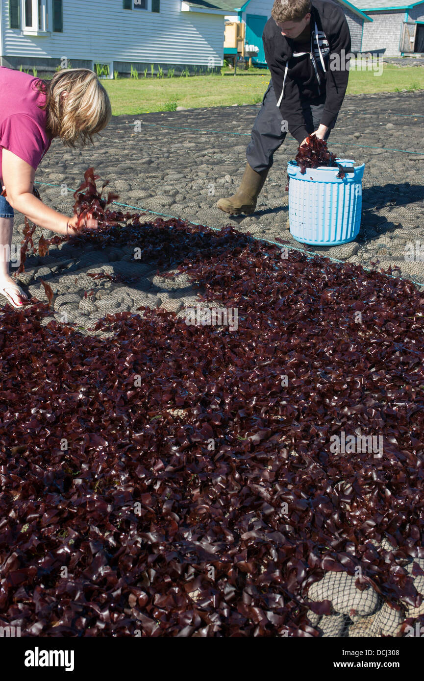 Dulse seaweed hi-res stock photography and images - Alamy