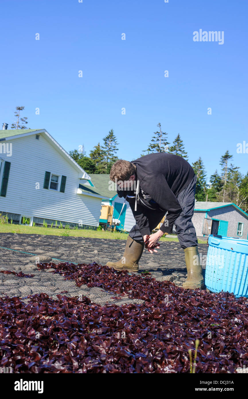Dulse High Resolution Stock Photography and Images - Alamy