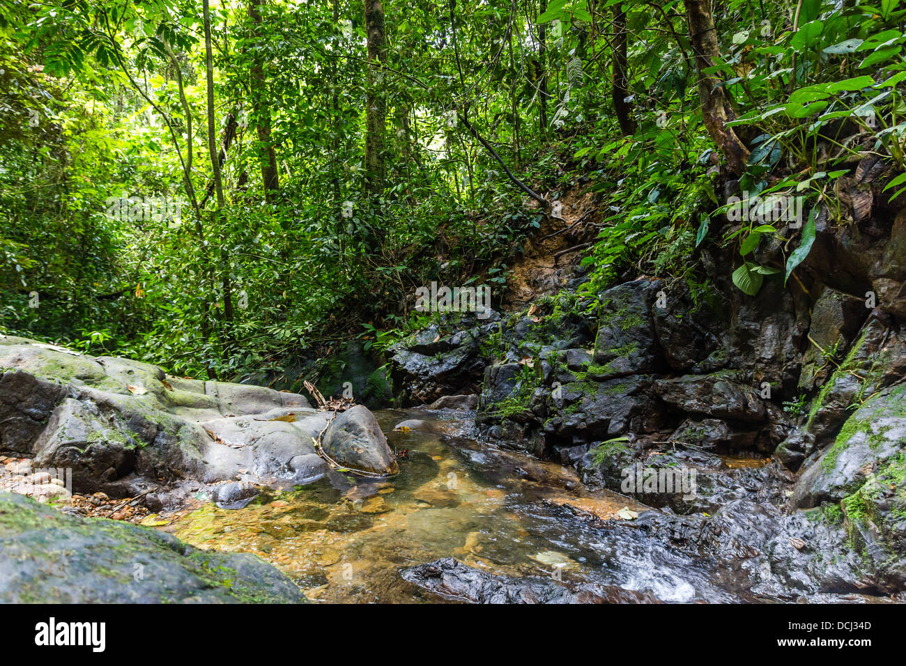 Wet humid tropical rainforest hi-res stock photography and images - Alamy