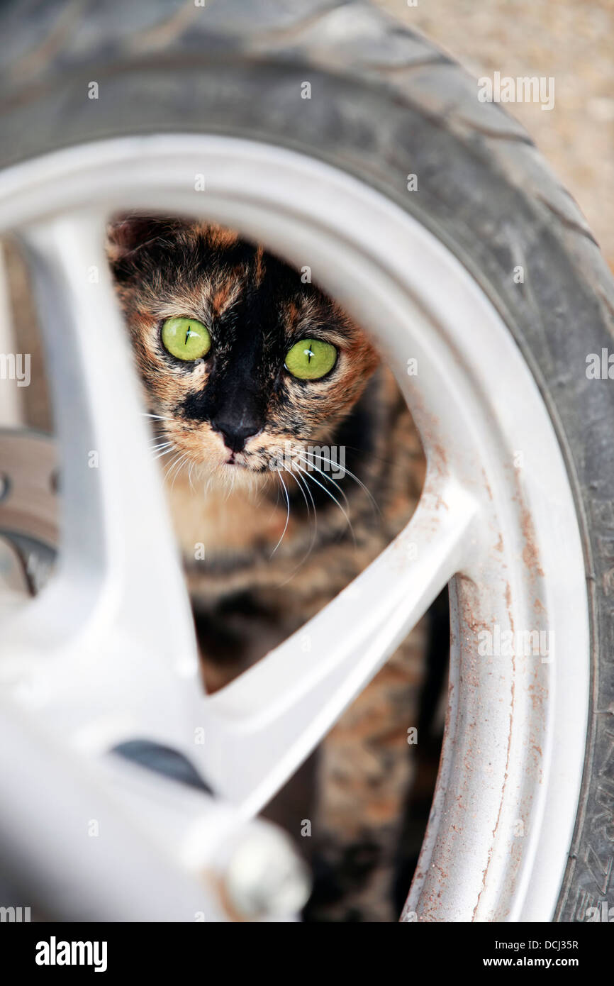 Scared animal hi-res stock photography and images - Alamy