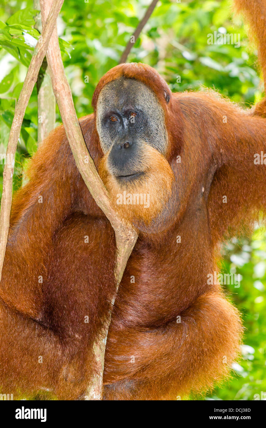Male orang utan in tree hi-res stock photography and images - Alamy