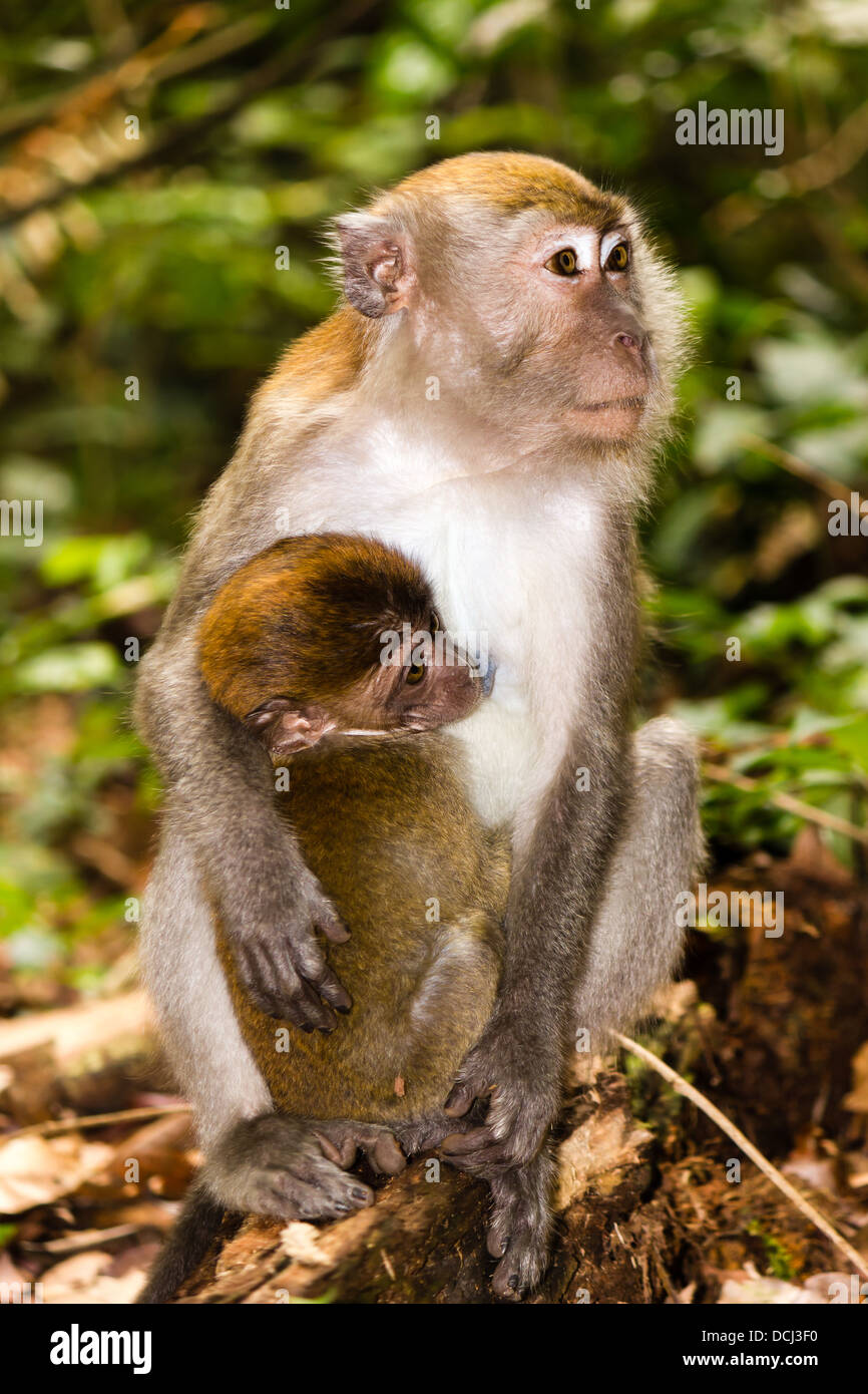 Long tailed ginger hi-res stock photography and images - Alamy