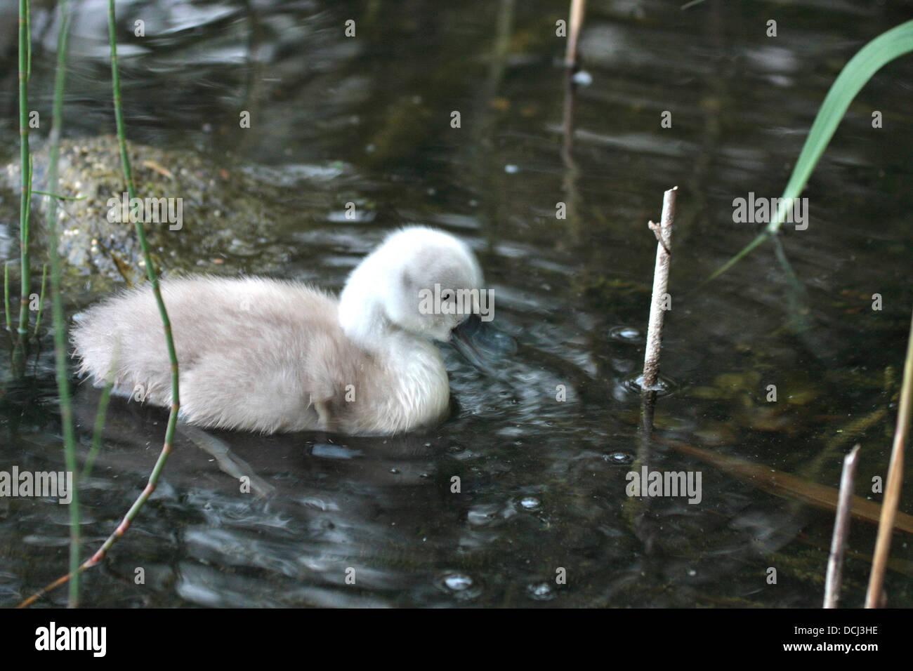 Swan folklore hi-res stock photography and images - Alamy