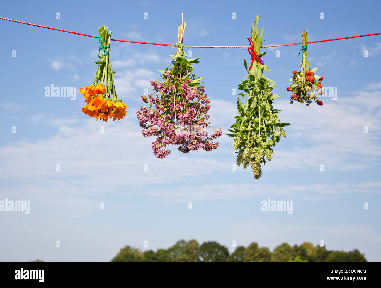 Hanging strawberry flowers hi-res stock photography and images - Alamy