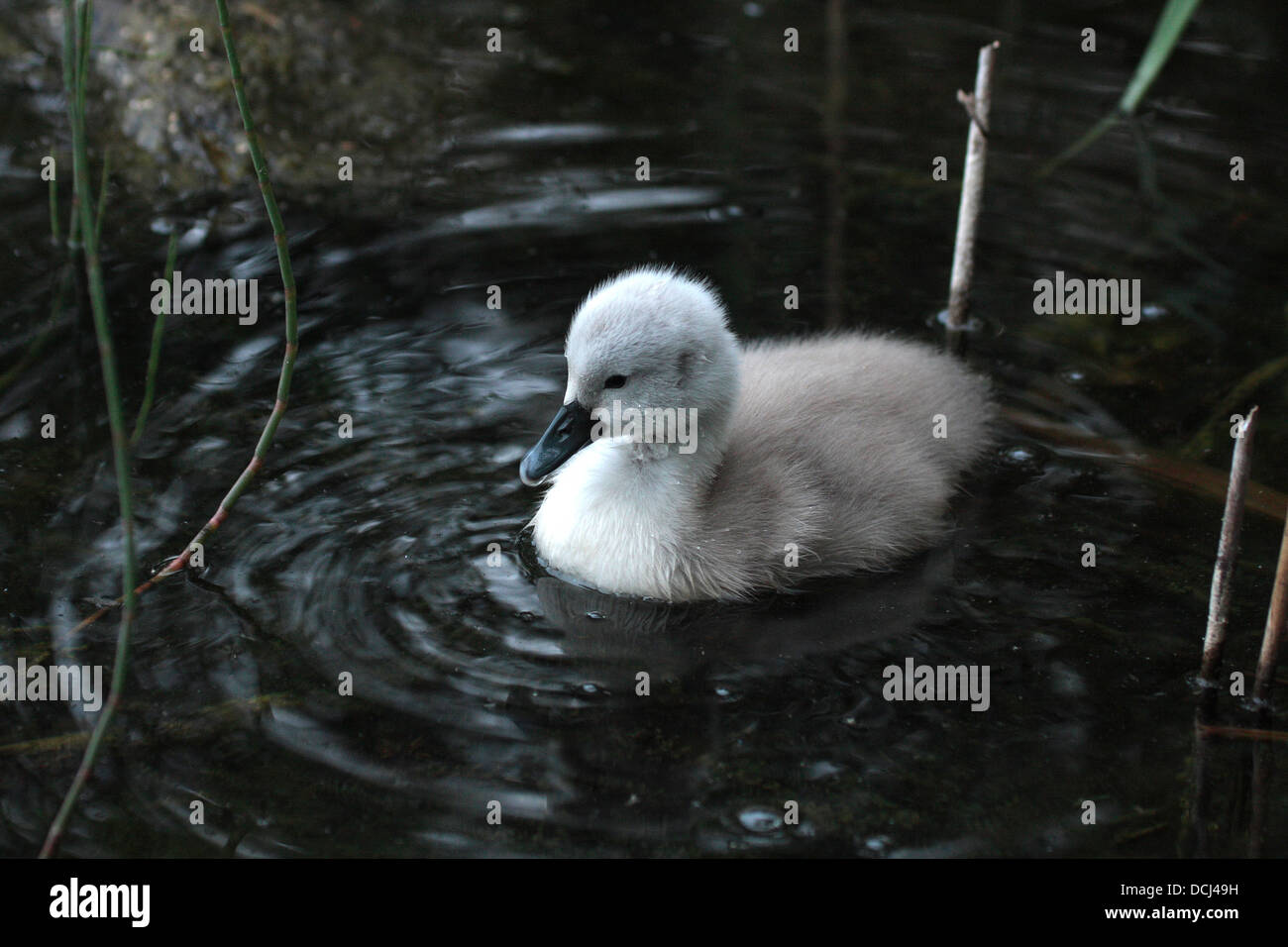 Mute Swan Cygnet Stock Photo - Alamy