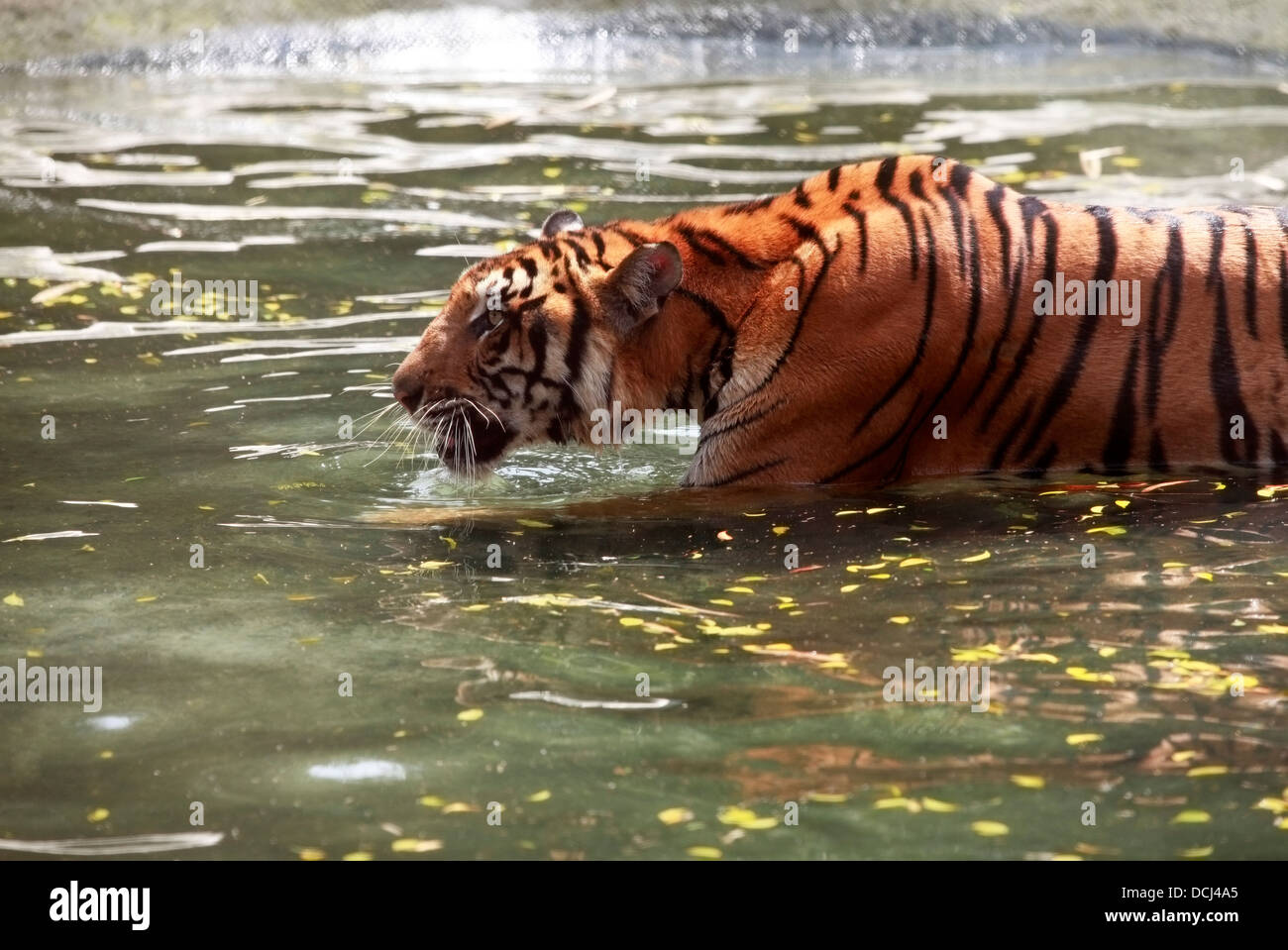 Tiger in water Stock Photo - Alamy