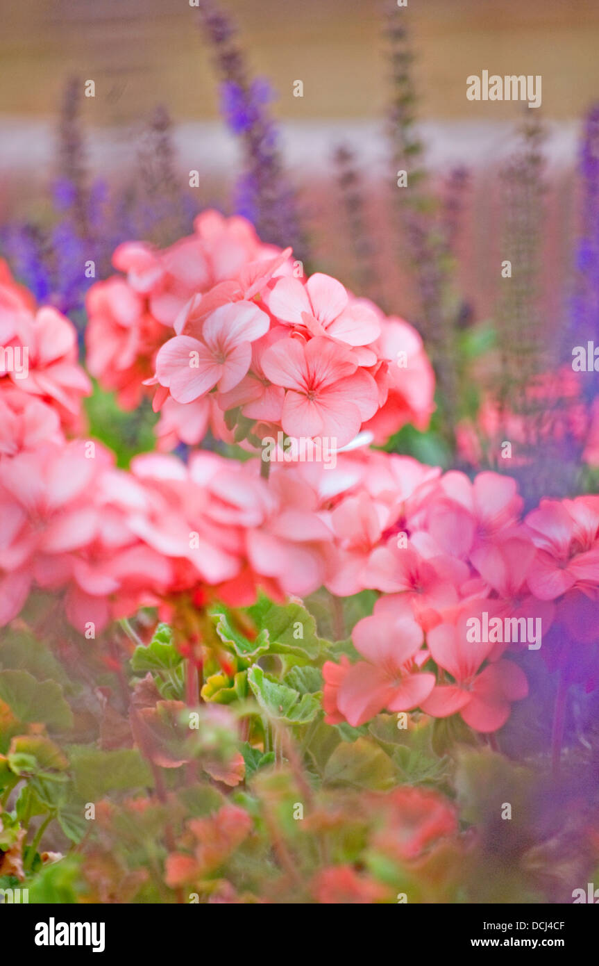 Depth field hi-res stock photography and images - Alamy