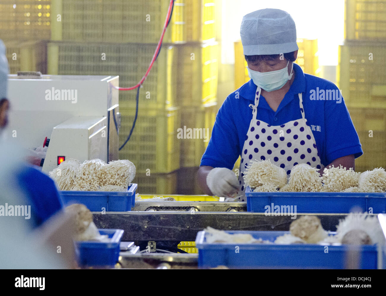 A team of workers sort, trim and package Chinese lily mushrooms at the ...