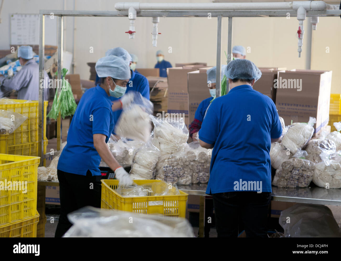 A team of workers sort, trim and package Chinese lily mushrooms at the ...