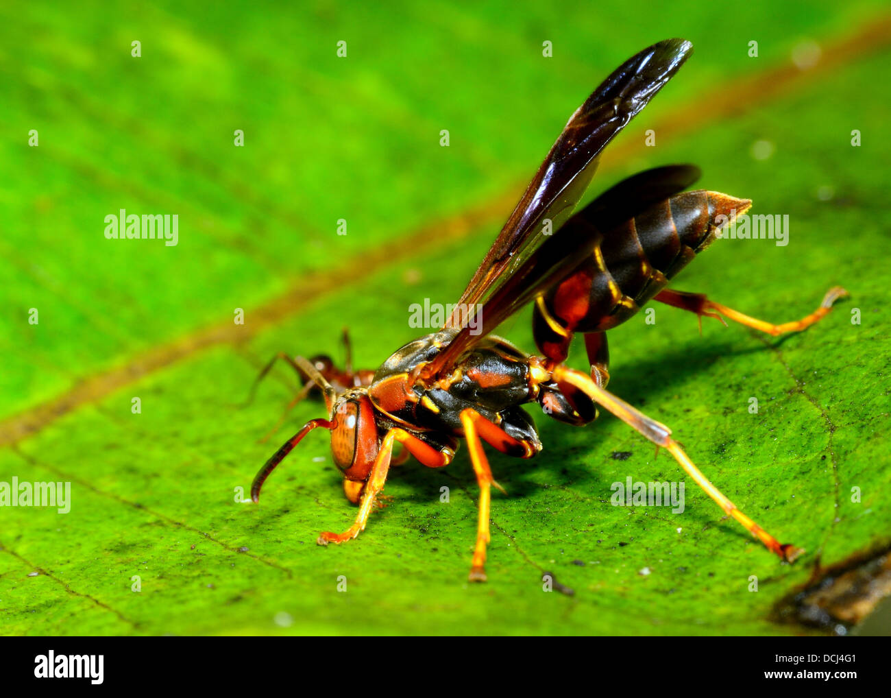 Hornet paper wasp hi-res stock photography and images - Alamy