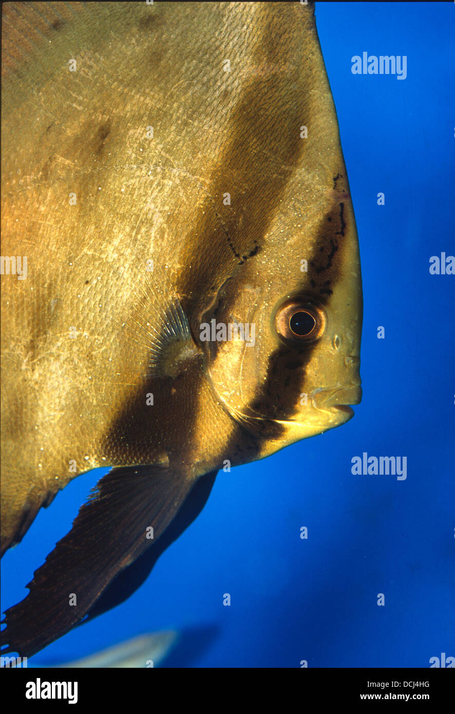 Young orbicular batfish Platax orbicularis, Ephippidae Indo-pacific ...