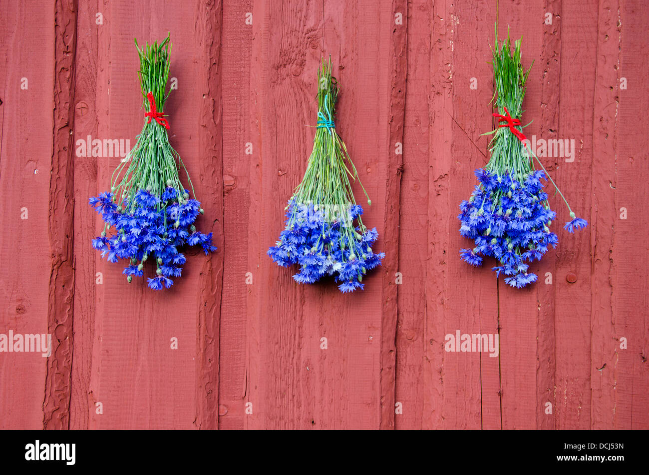 three blue summer cornflower bunch on red farm house wall Stock Photo ...