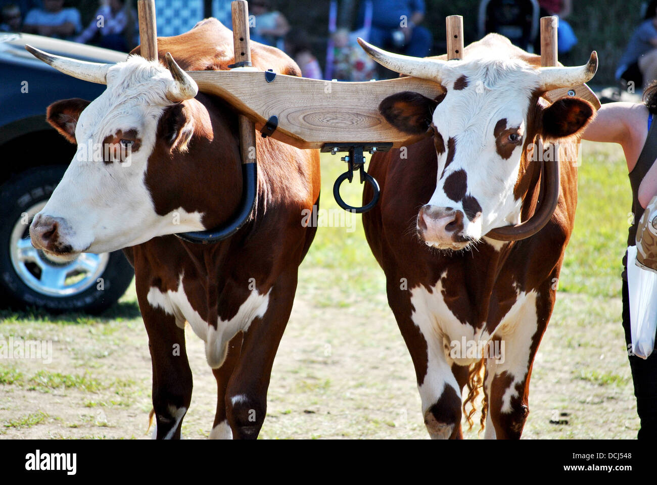 Two Huge Oxen Pulling Stock Photo - Alamy
