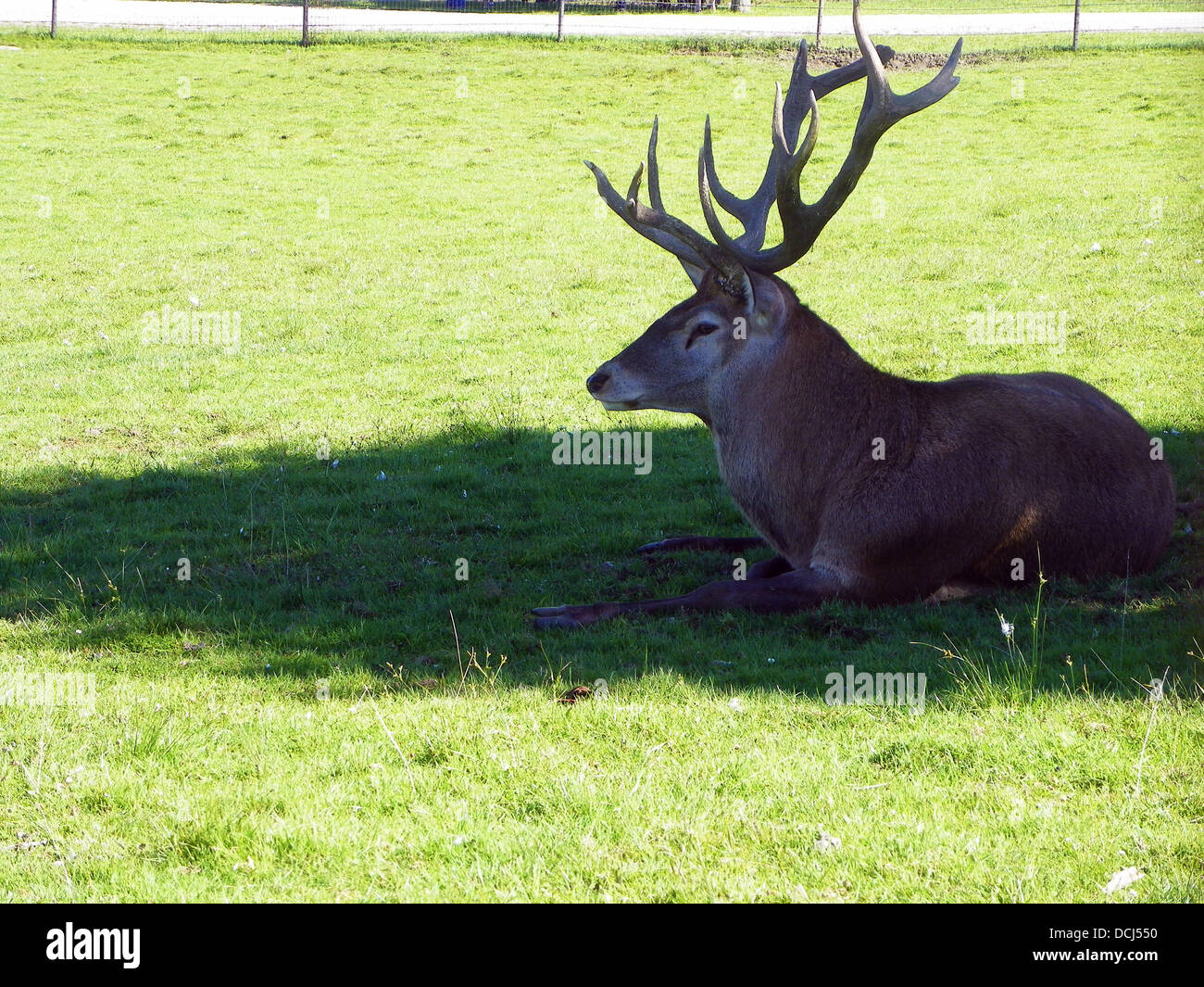 Large Buck Resting in the Shade From the Summer Sun Stock Photo - Alamy