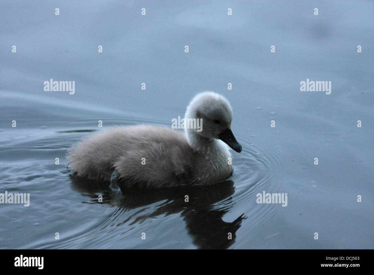 Mute Swan Cygnet Stock Photo - Alamy