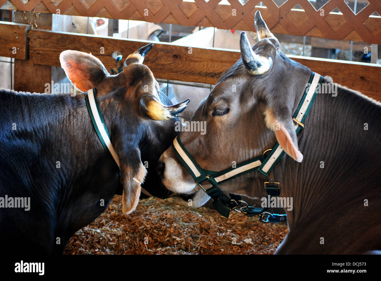 Two Cows Cuddling in a Barn Stock Photo - Alamy