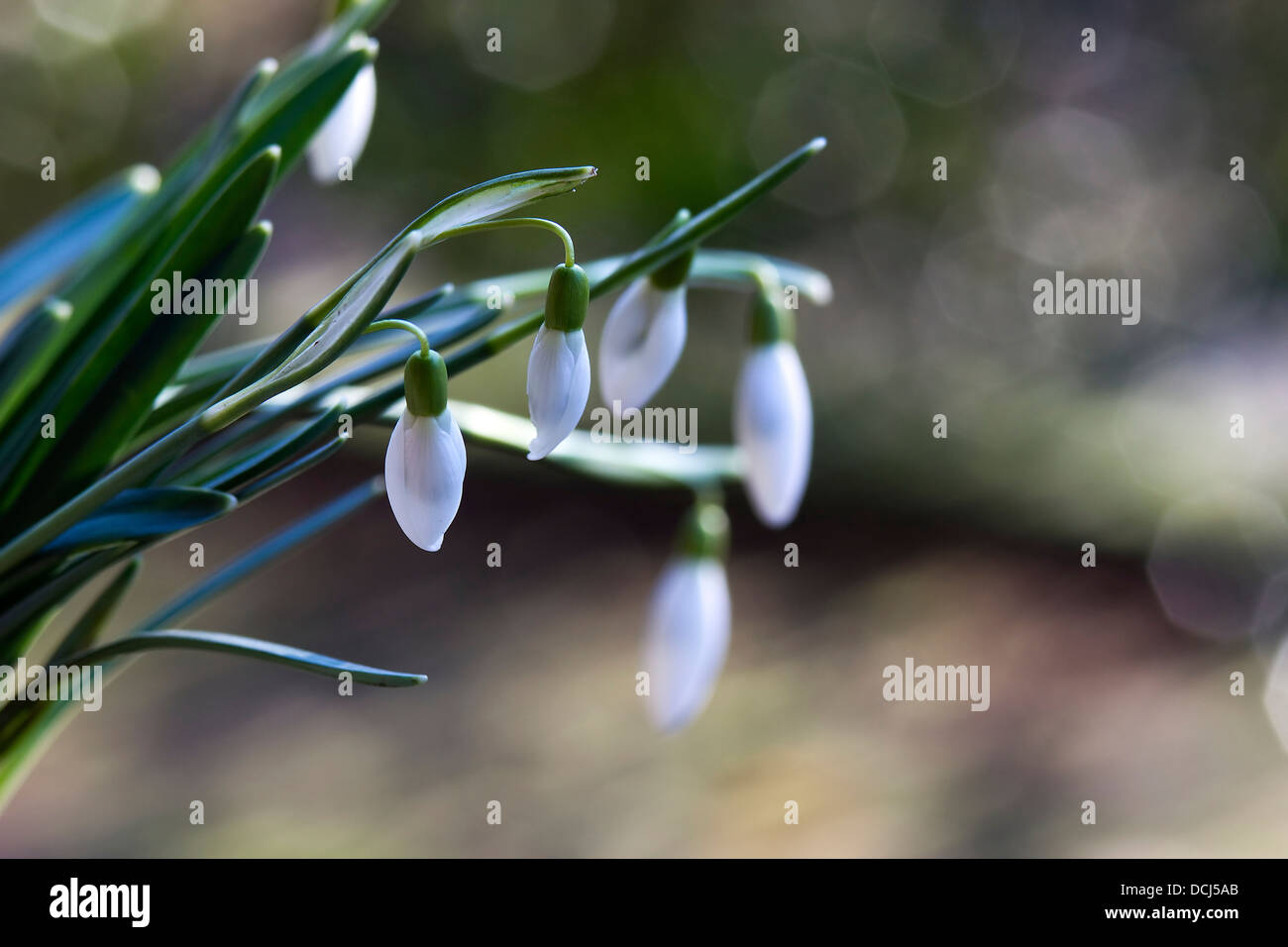 Spring symbol hi-res stock photography and images - Alamy