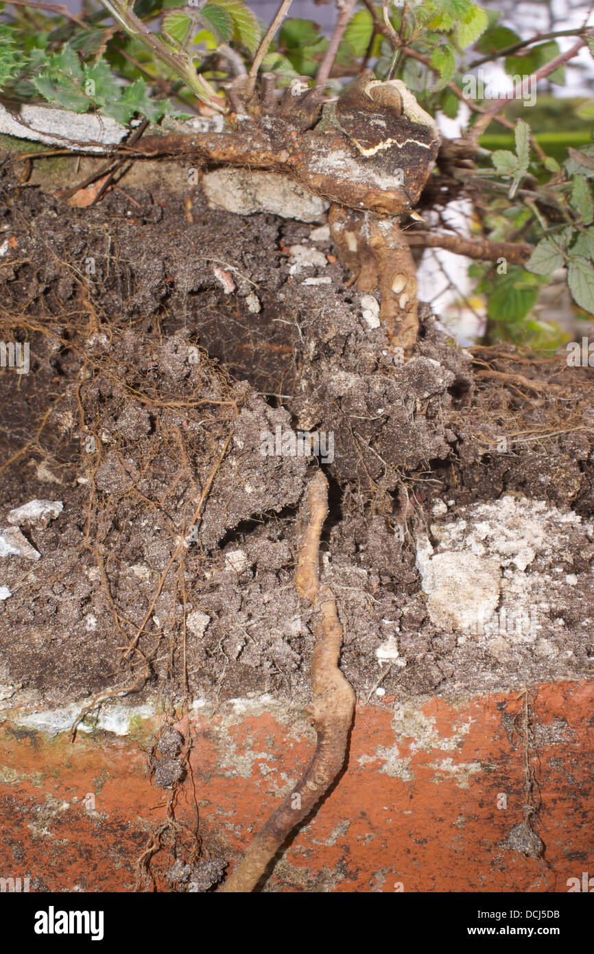 Bramble roots hi-res stock photography and images - Alamy