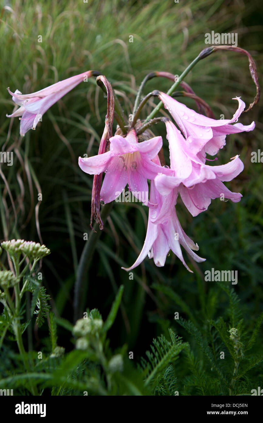 Pink Belladonna Lily / Naked Ladies / Naked Lady / Belladonna Amaryllis ...
