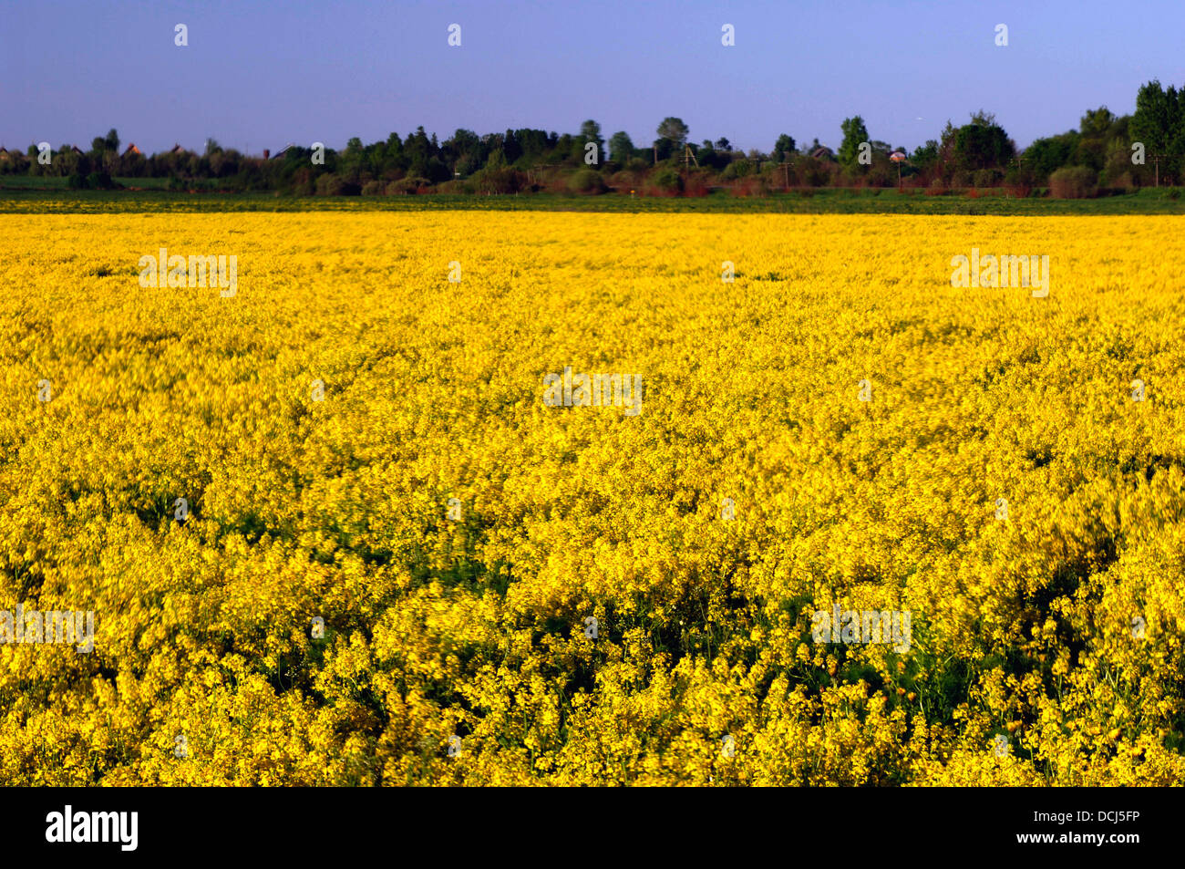 Field of yellow flowers Stock Photo - Alamy