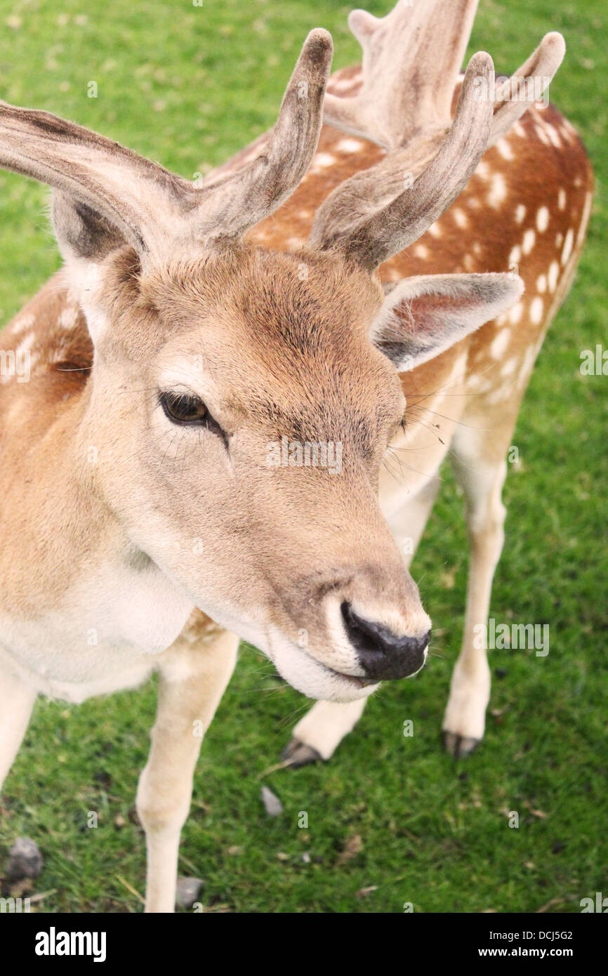 Photograph of A Deer Stock Photo - Alamy