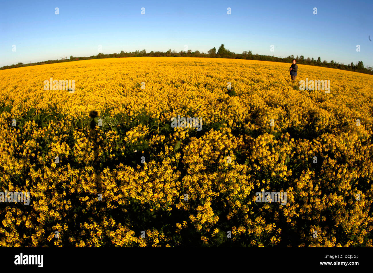 Field of yellow flowers Stock Photo - Alamy