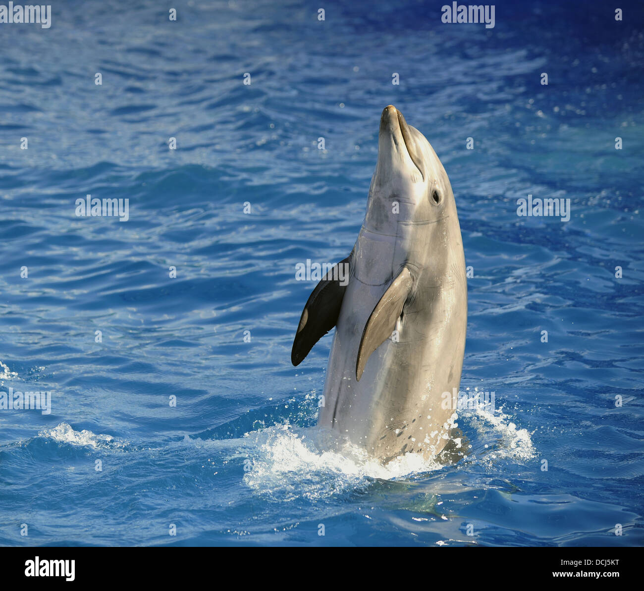 Dolphin couple bottlenose hi-res stock photography and images - Alamy