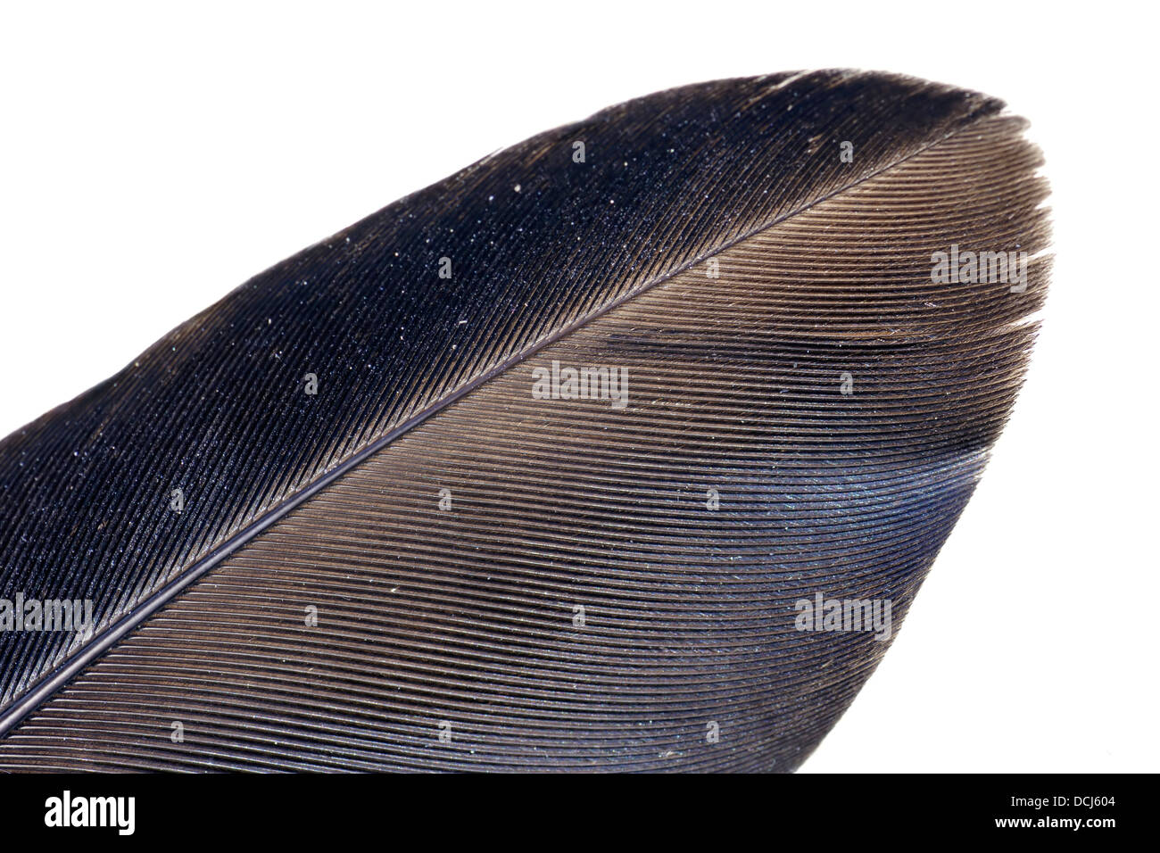 Crow's feather macro Stock Photo - Alamy