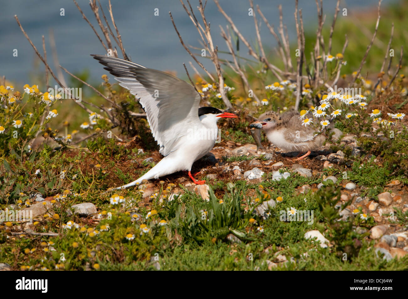 Common tern feeding chick hi-res stock photography and images - Alamy
