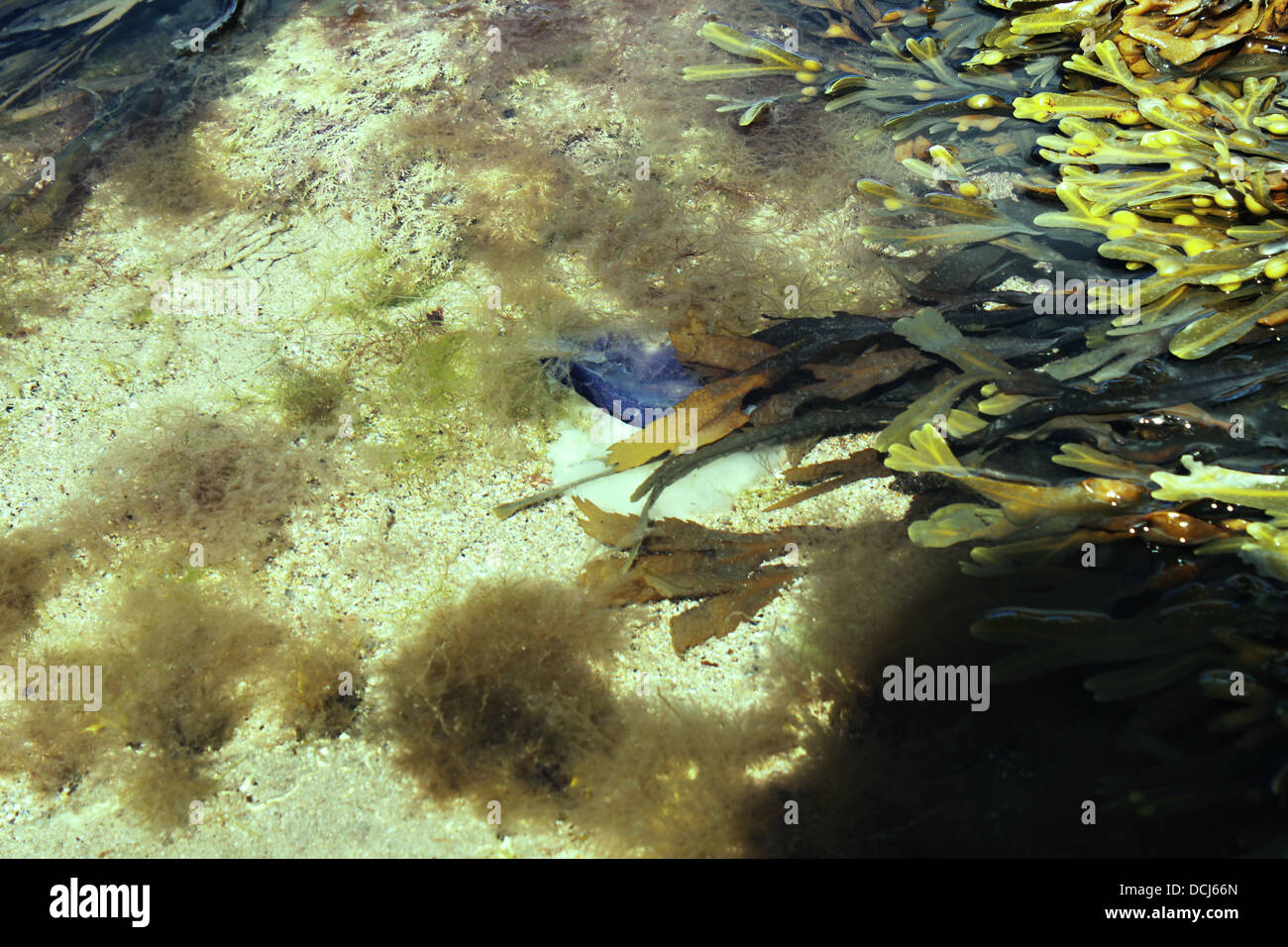 Inside a rock pool Stock Photo - Alamy