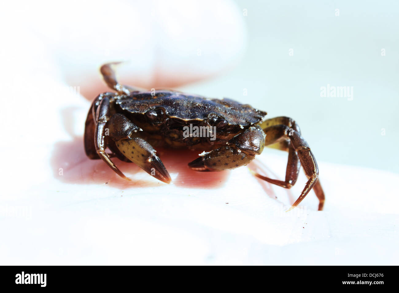 Sea creatures hand claws hi-res stock photography and images - Alamy