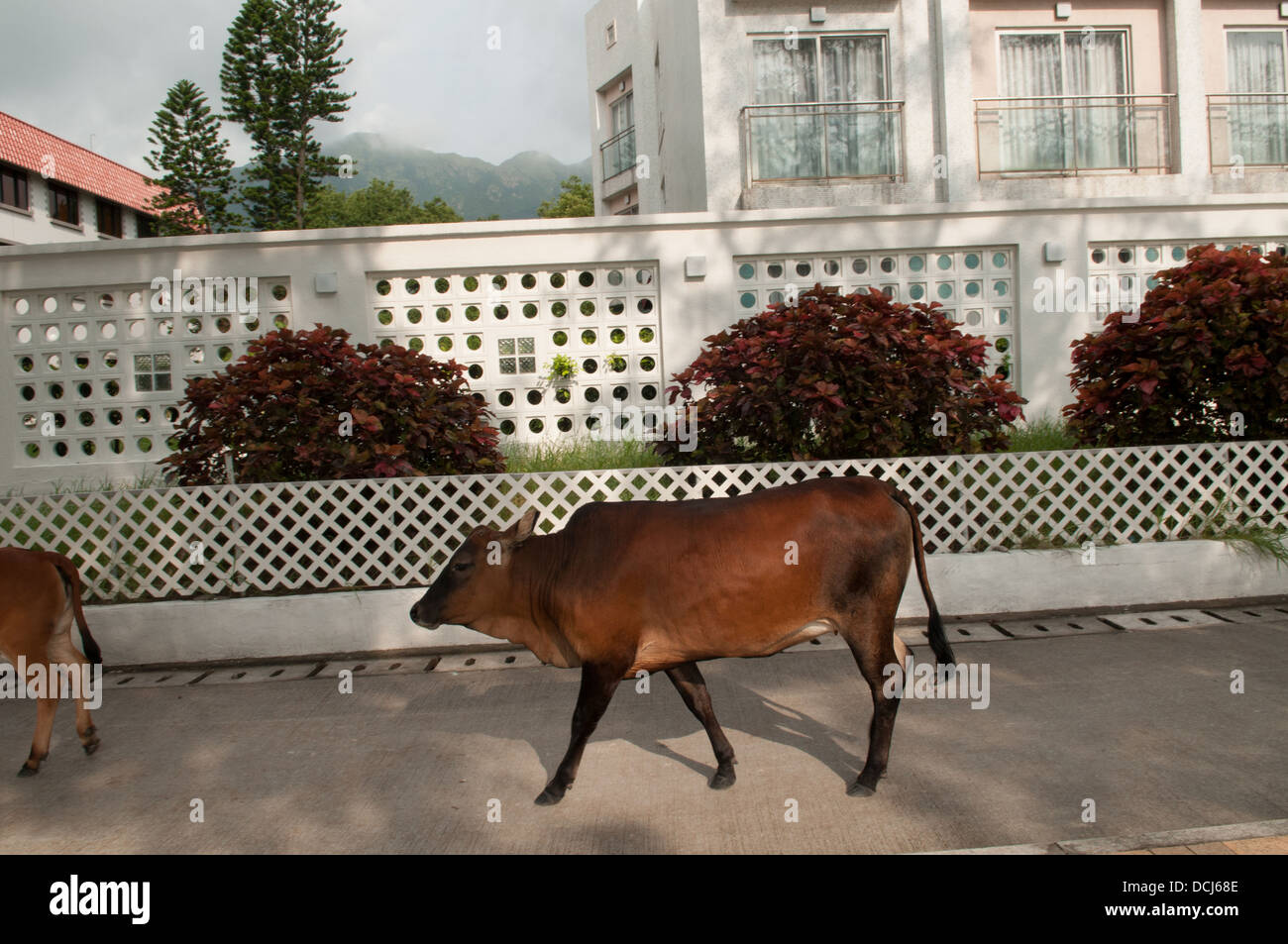 Lantau island cattle hong kong hi-res stock photography and images - Alamy