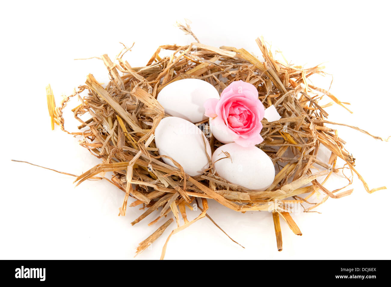 Nest bird eggs Cut Out Stock Images & Pictures - Alamy