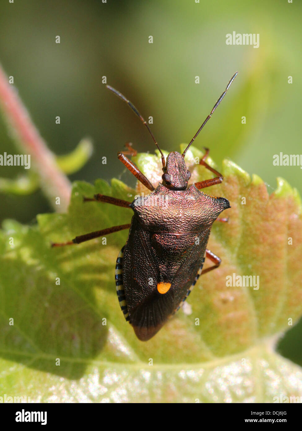 Boswants hi-res stock photography and images - Alamy