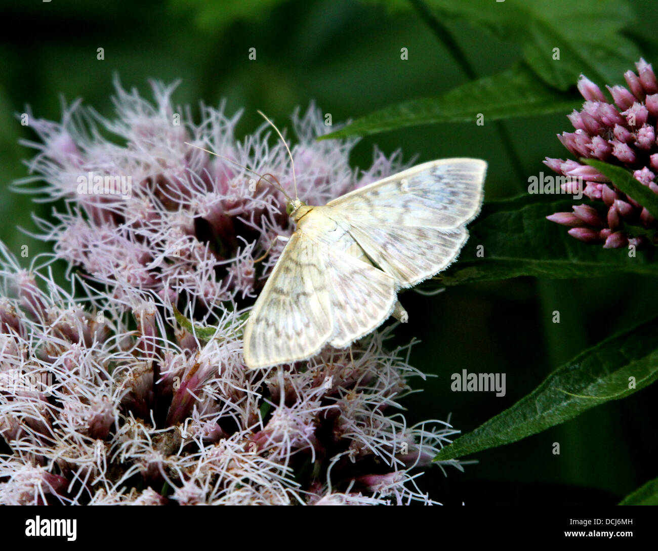 Close-up of the Mother of Pearl Moth (Pleuroptya ruralis Stock Photo ...