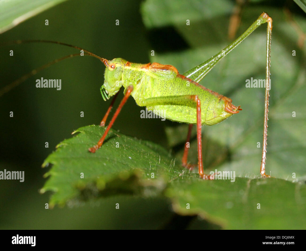 Cricket male insect wings hi-res stock photography and images - Alamy