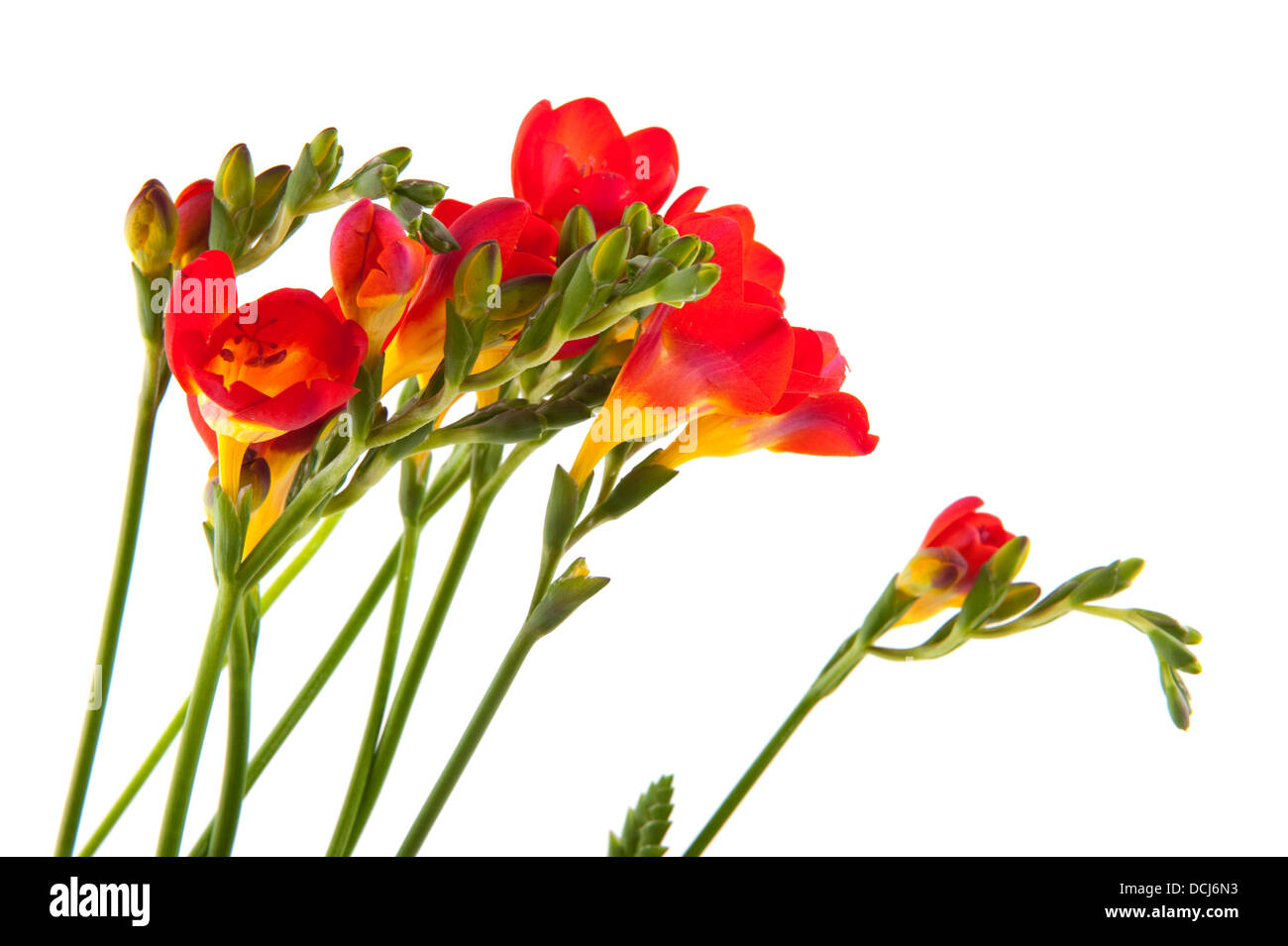 Red freesia hi-res stock photography and images - Alamy