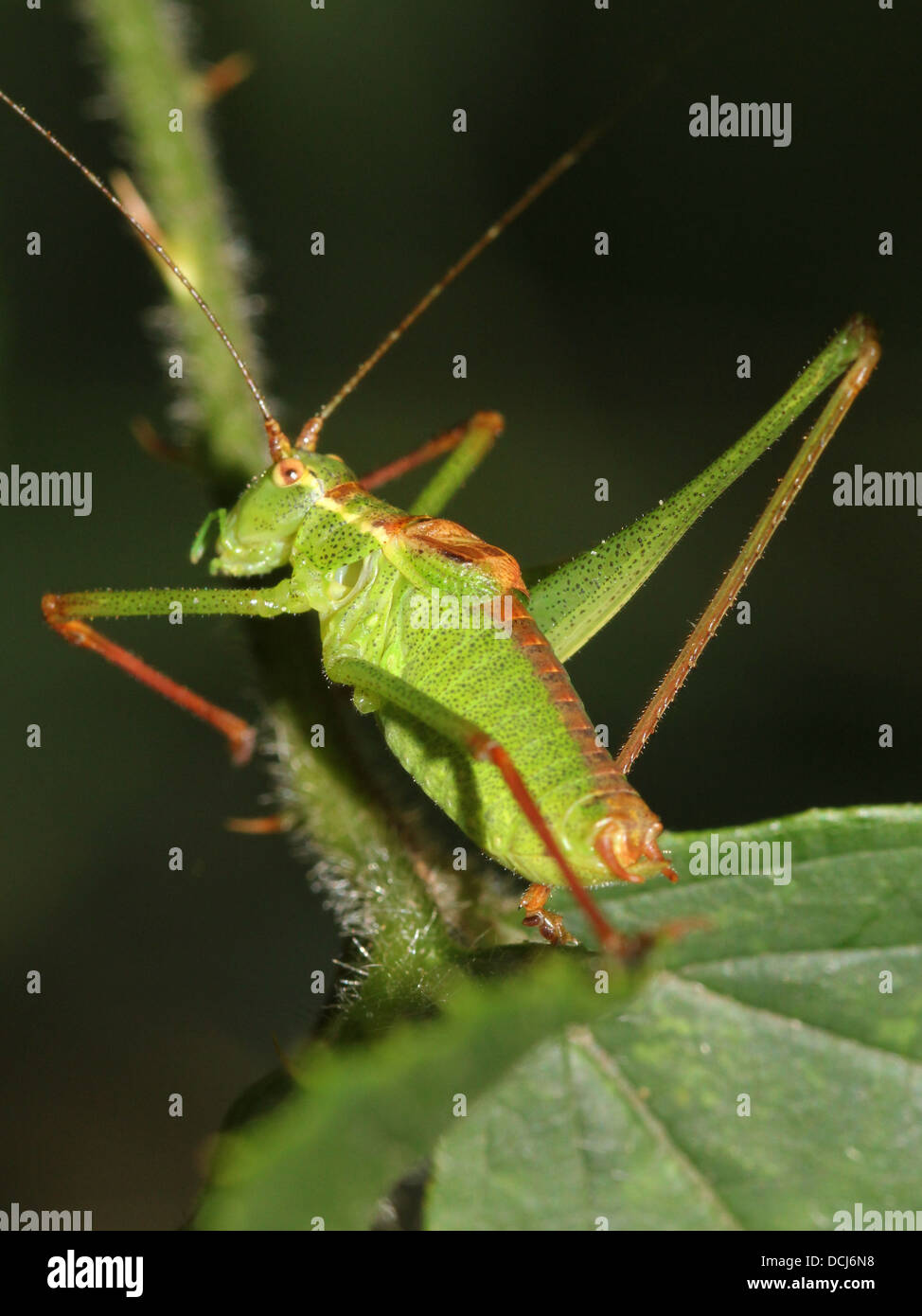 Cricket male insect wings hi-res stock photography and images - Alamy
