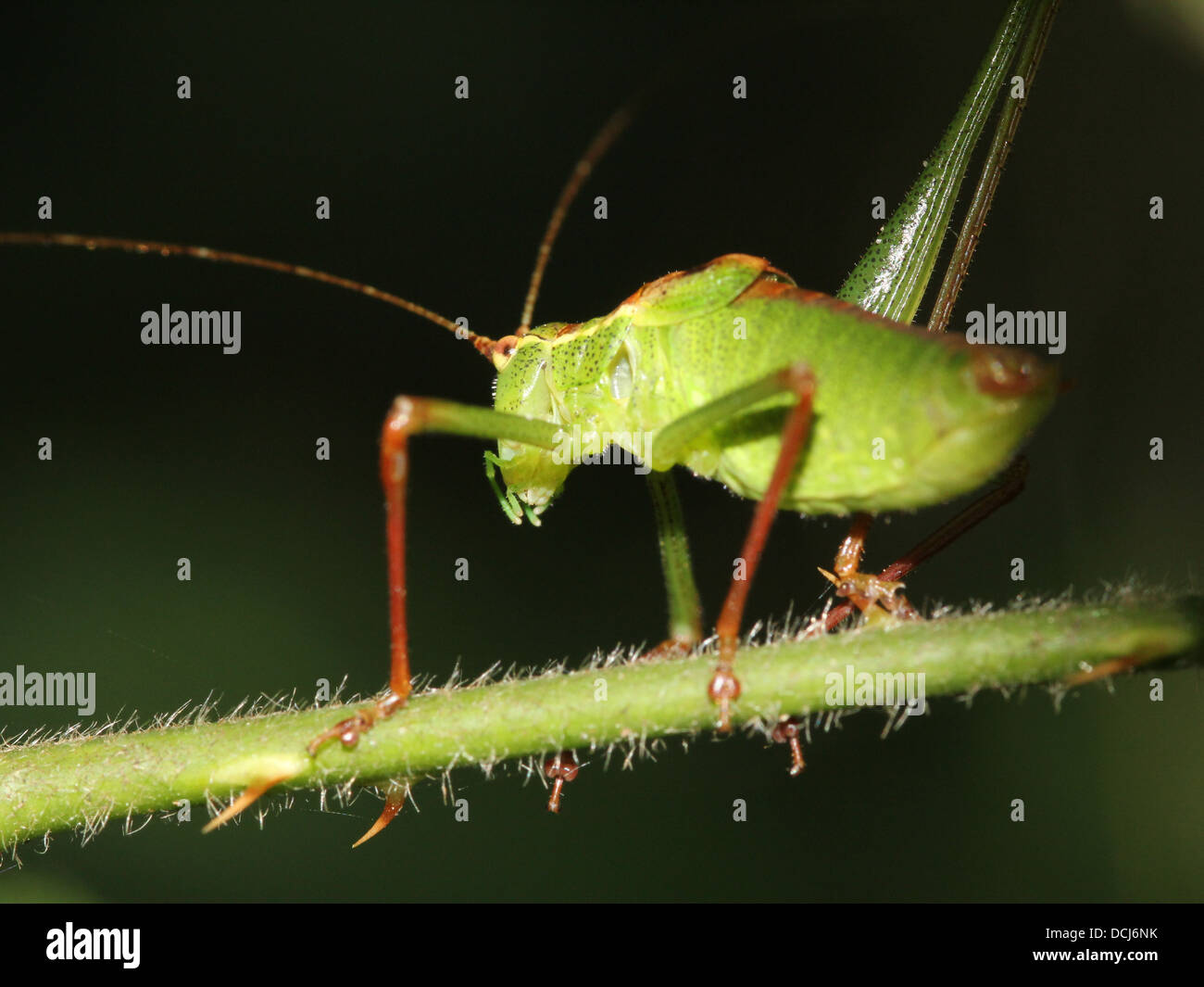 Cricket male insect wings hi-res stock photography and images - Alamy
